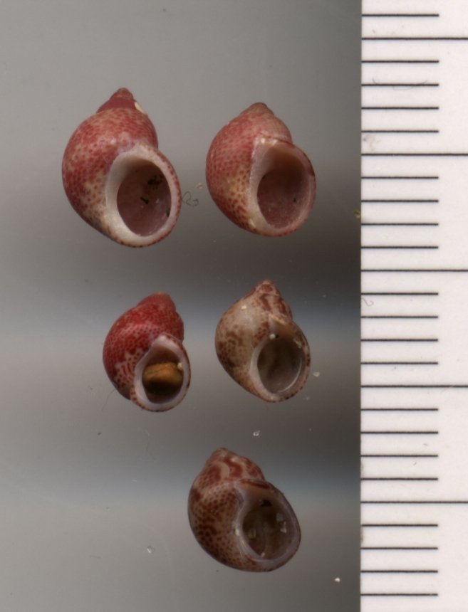 Tricolia pullus pullus? , Natura Mediterraneo | Forum Naturalistico